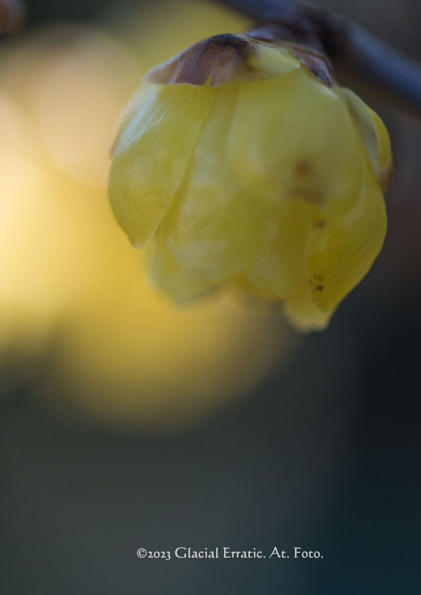 庭の片隅に咲く 07 | GANREF