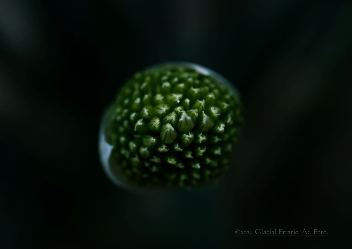 Green Onion星 | GANREF