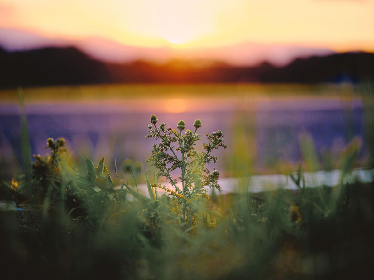 Roadside grass | GANREF