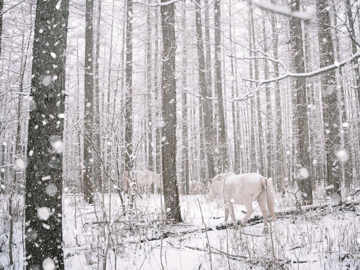 snowy forest | GANREF