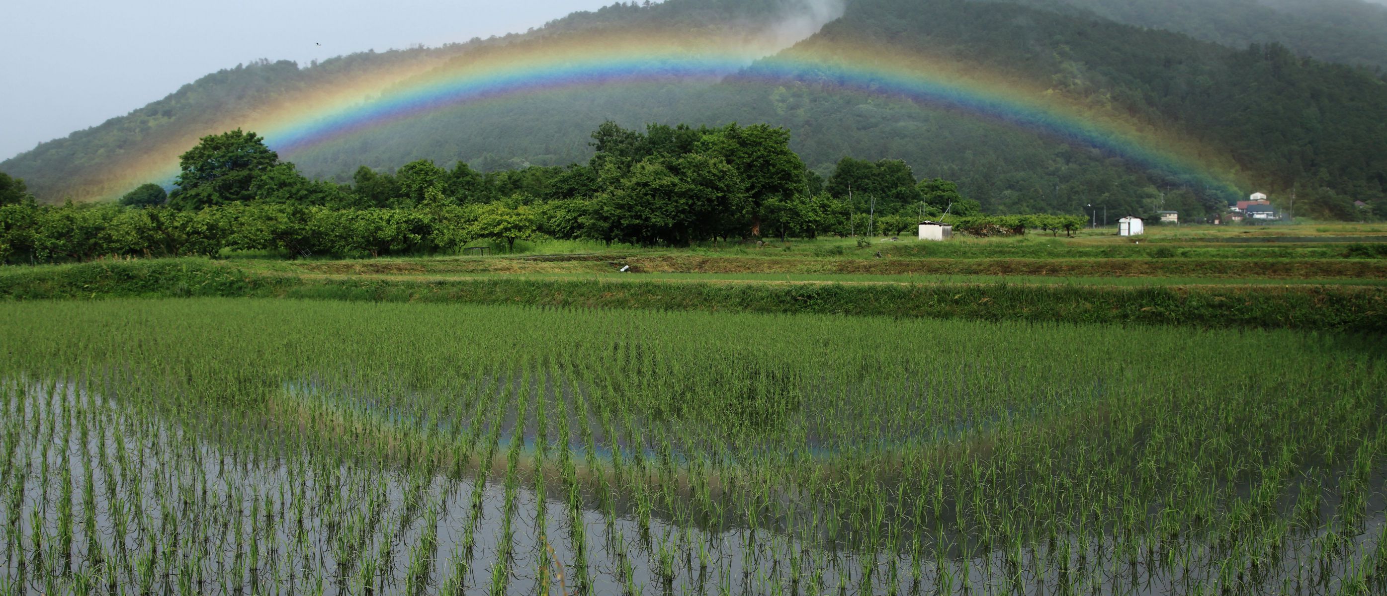 Takashima Rainbow | GANREF
