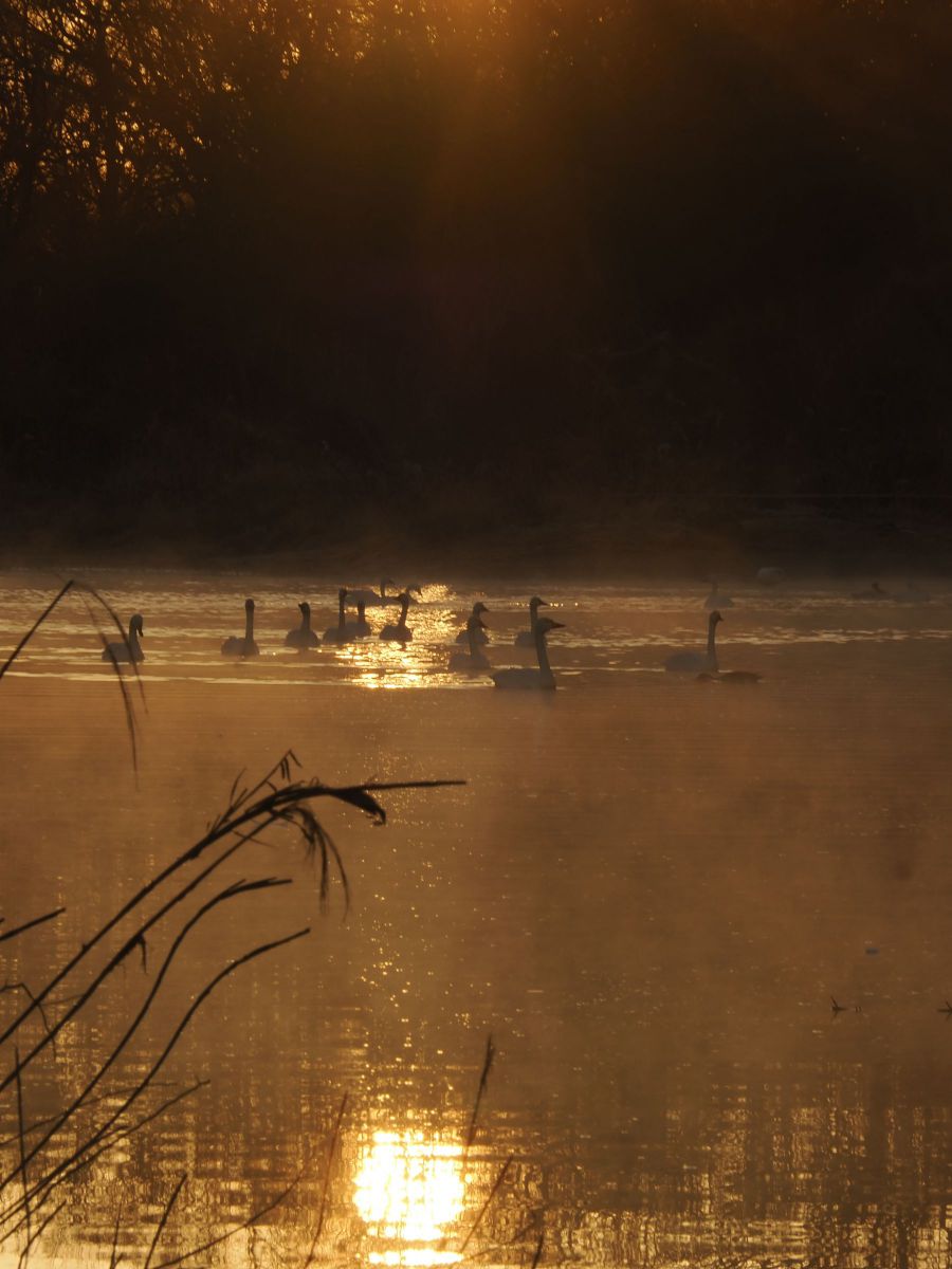 朝焼けの中のハクチョウ | GANREF