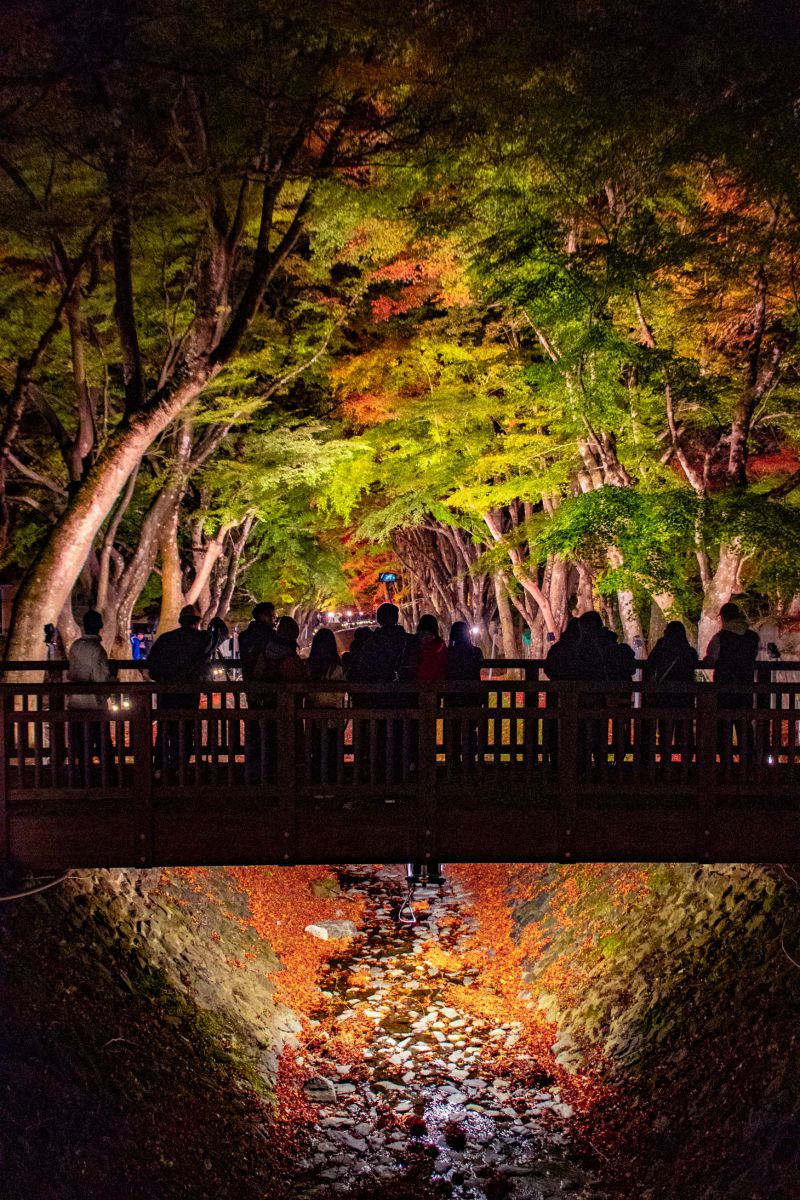 夜の紅葉狩り.jpg | GANREF