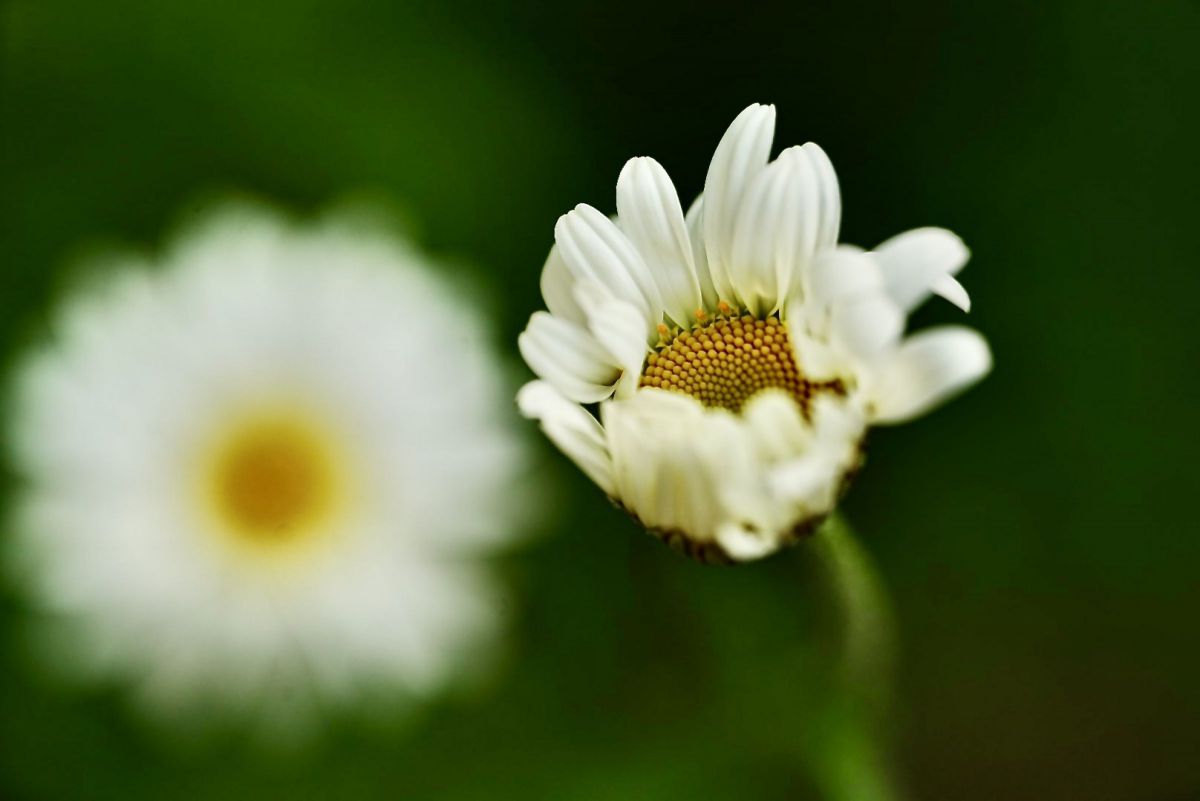 もうすぐ咲くよ！ | GANREF