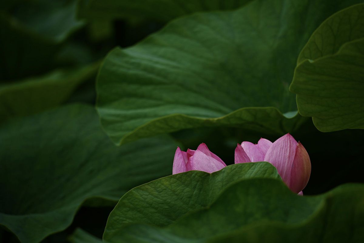 慎ましく | GANREF