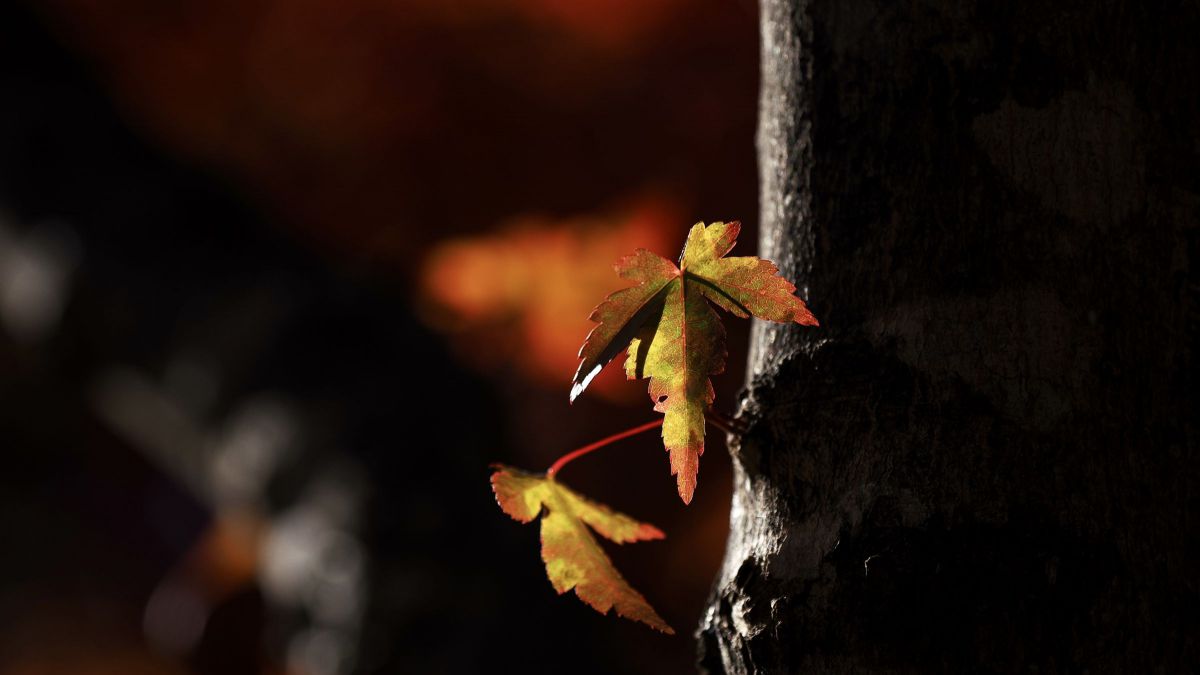 僕もちゃんと色づいてるよ！ | GANREF