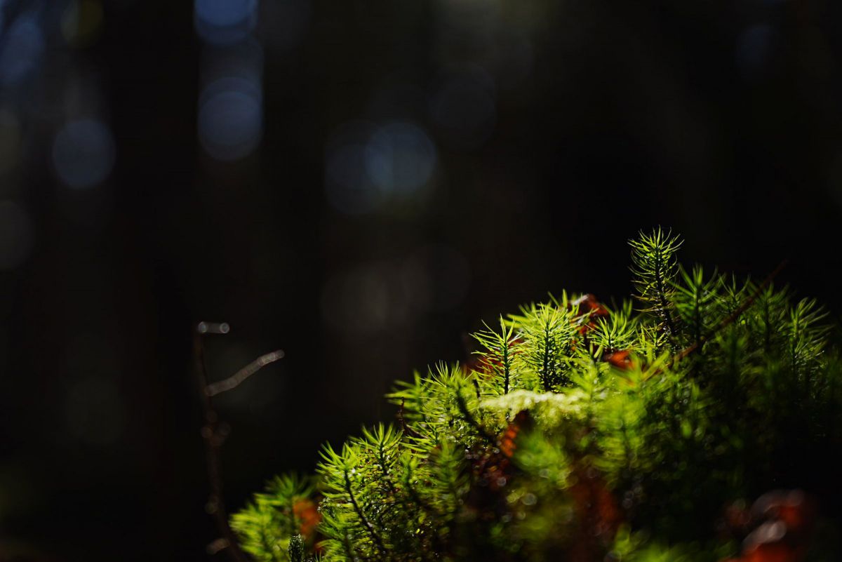 森の中の妖精たち | GANREF