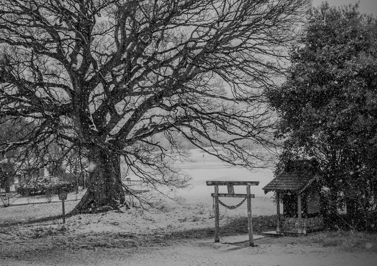 えのき（雪の日ver） | GANREF