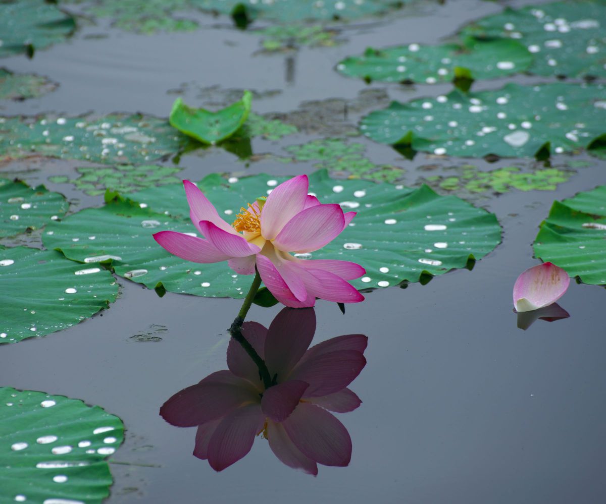 散りてなお | GANREF