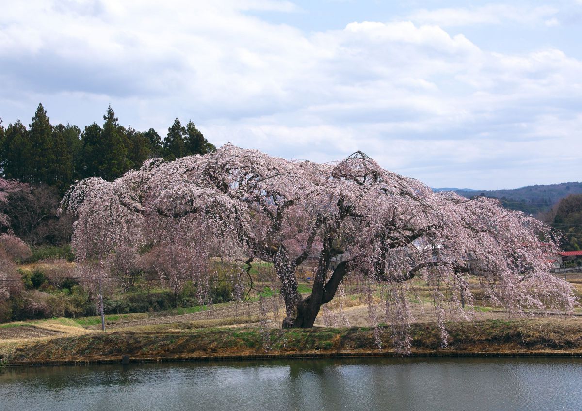 2025桜散歩02 | GANREF