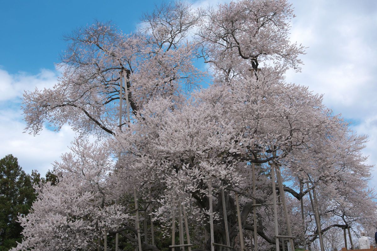 2025桜散歩01 | GANREF