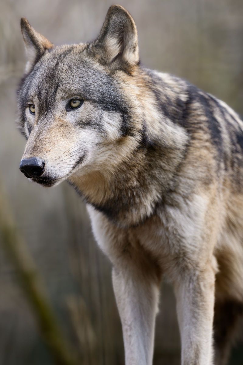 waiting for... | GANREF