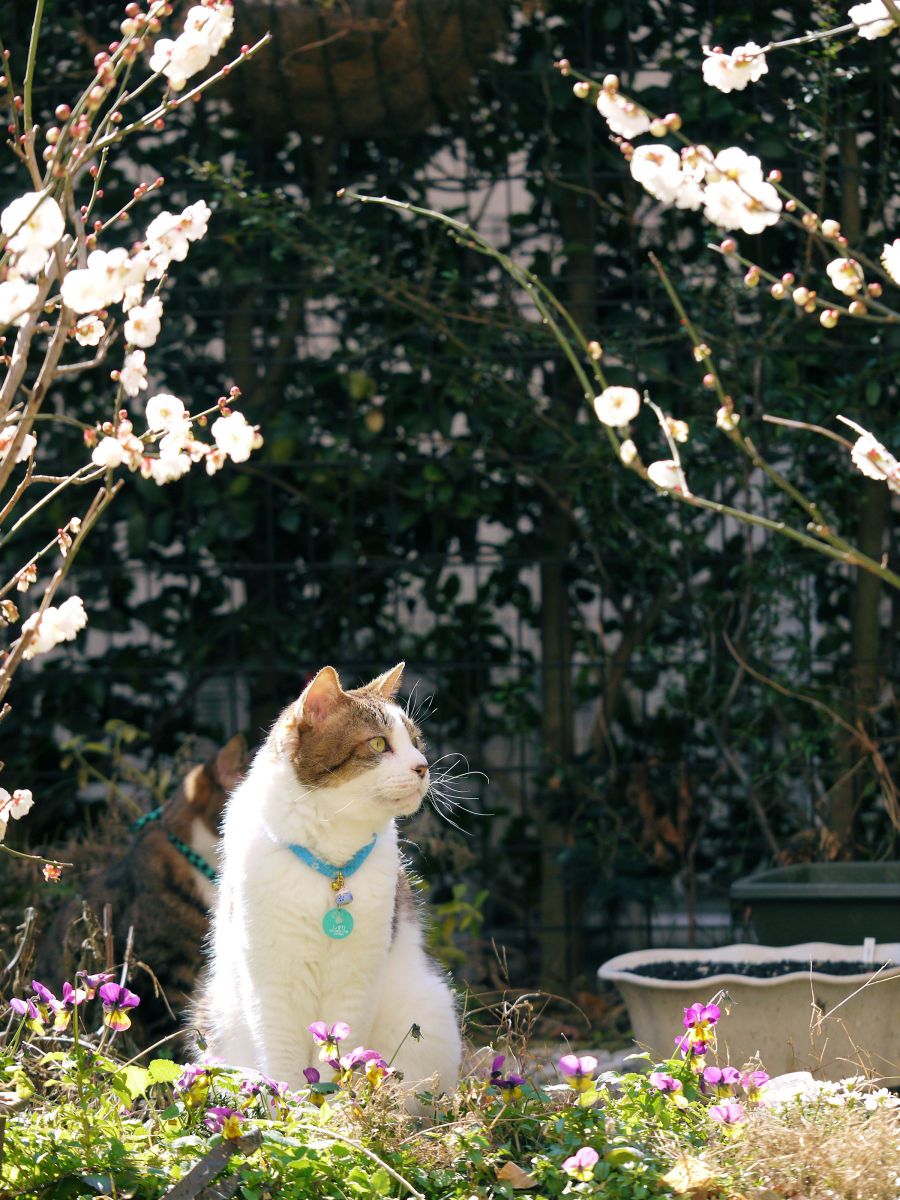 白梅・玉牡丹さん、今年も咲き始めました^^！（倭文） | GANREF