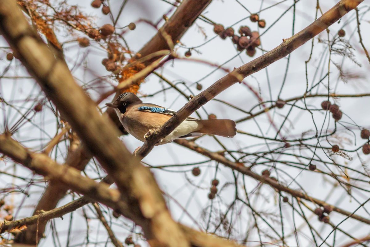 首をかしげる鳥さん | GANREF