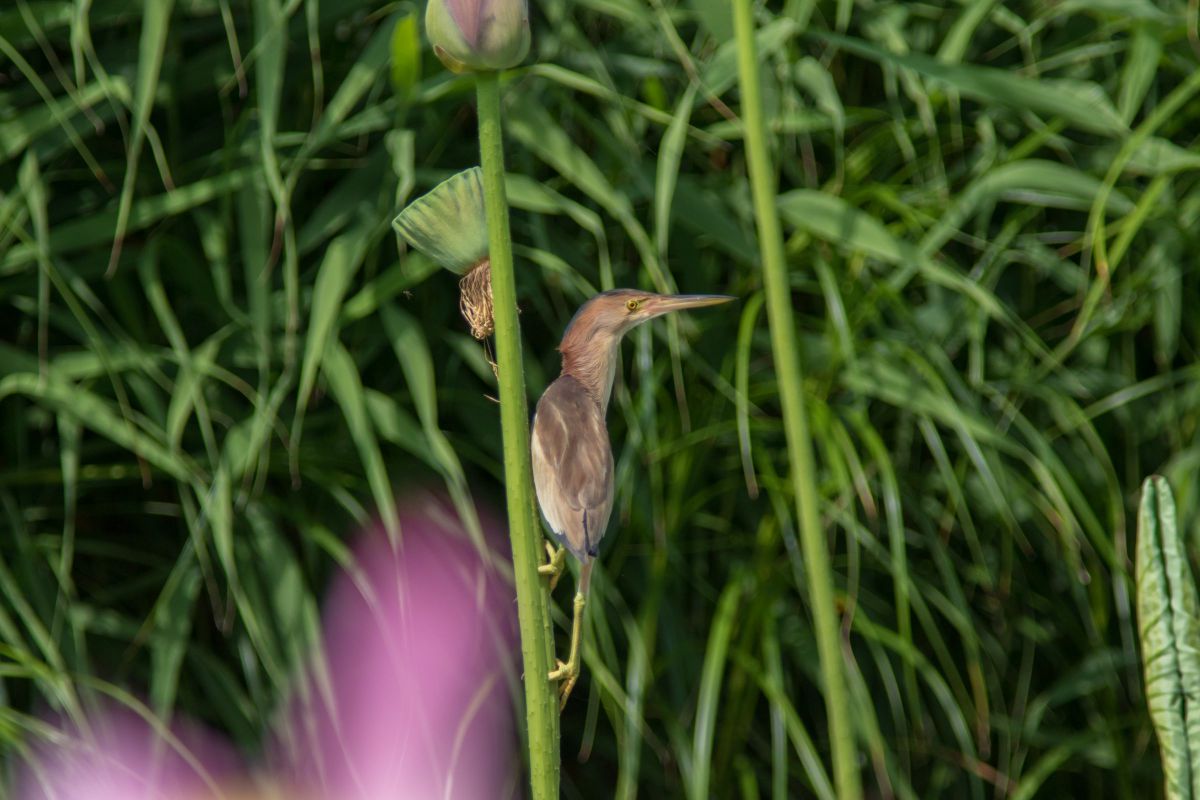あっちむいてほい | GANREF
