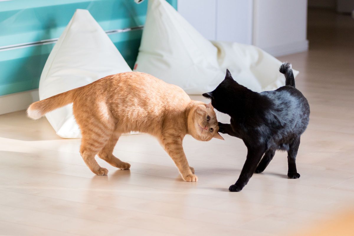 頭ぽんっ！ | GANREF