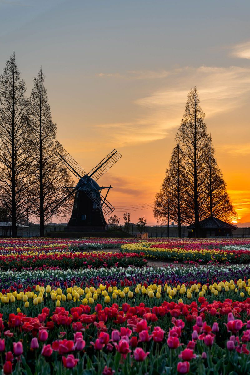 春のあけぼの | GANREF