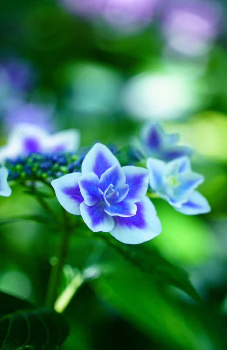 Hydrangea macrophylla | GANREF