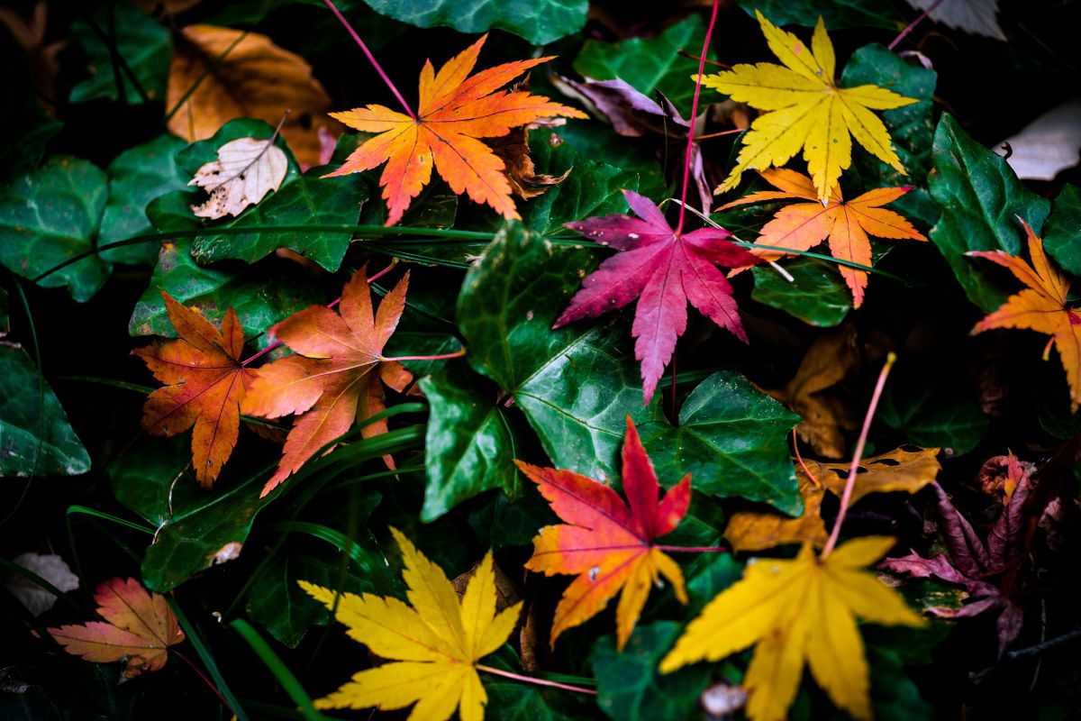 autumn color | GANREF