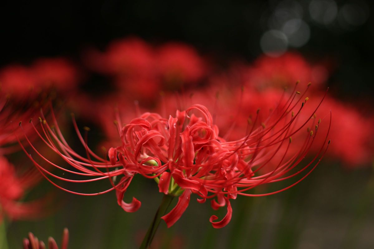 彼岸花（Lycoris） | GANREF