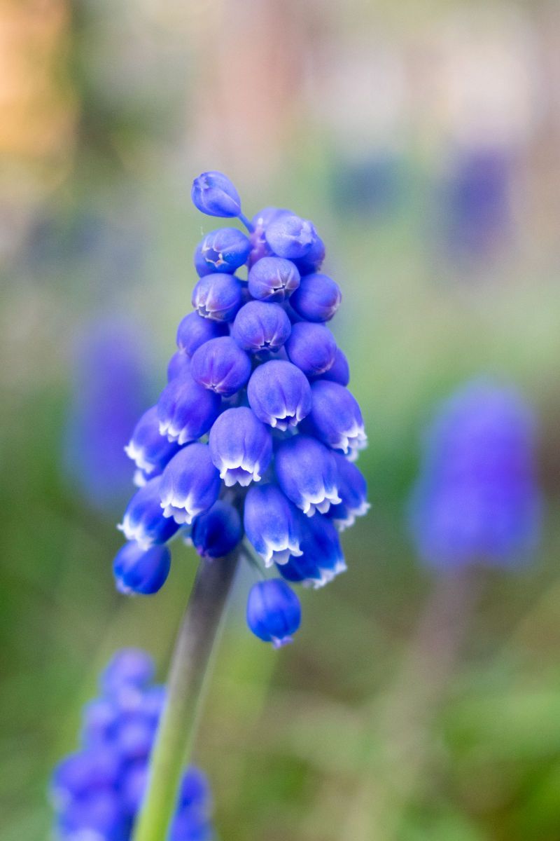 Muscari - Amour généreux | GANREF