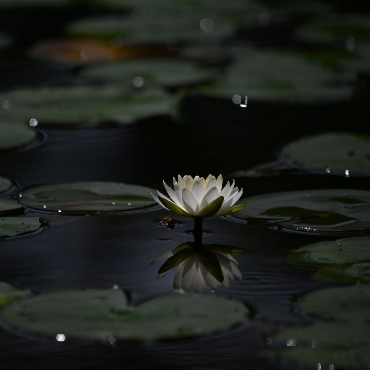 淡明放光 | GANREF