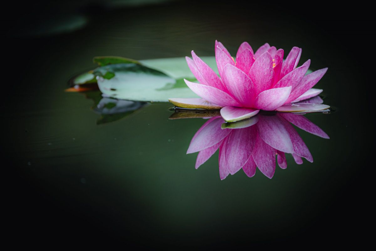 floating Water Lilies | GANREF