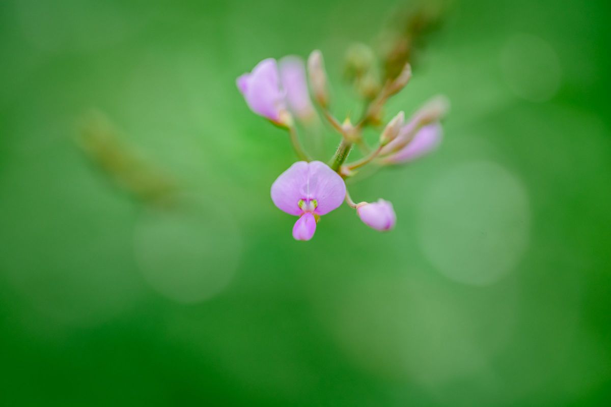 September flower | GANREF