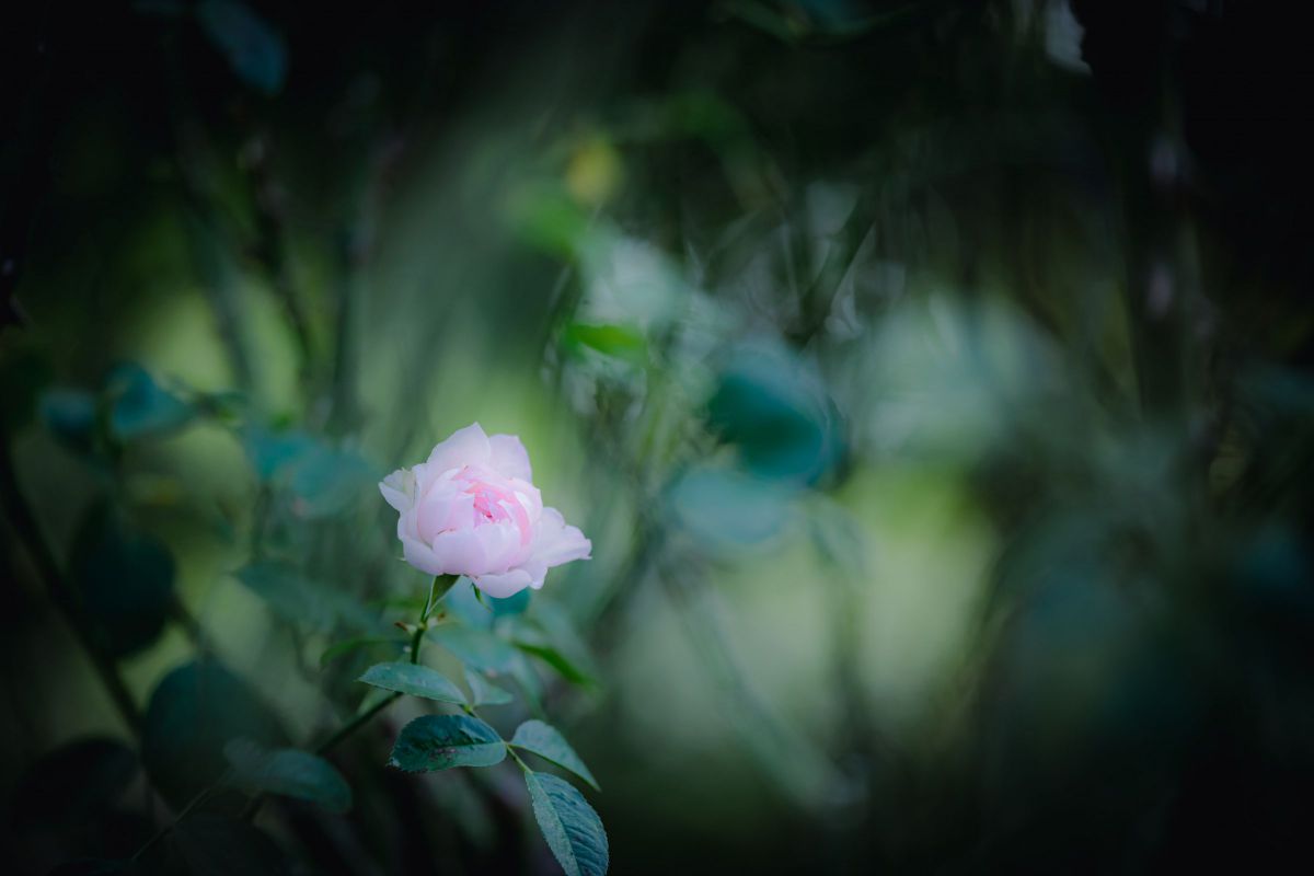 sweet smell | GANREF