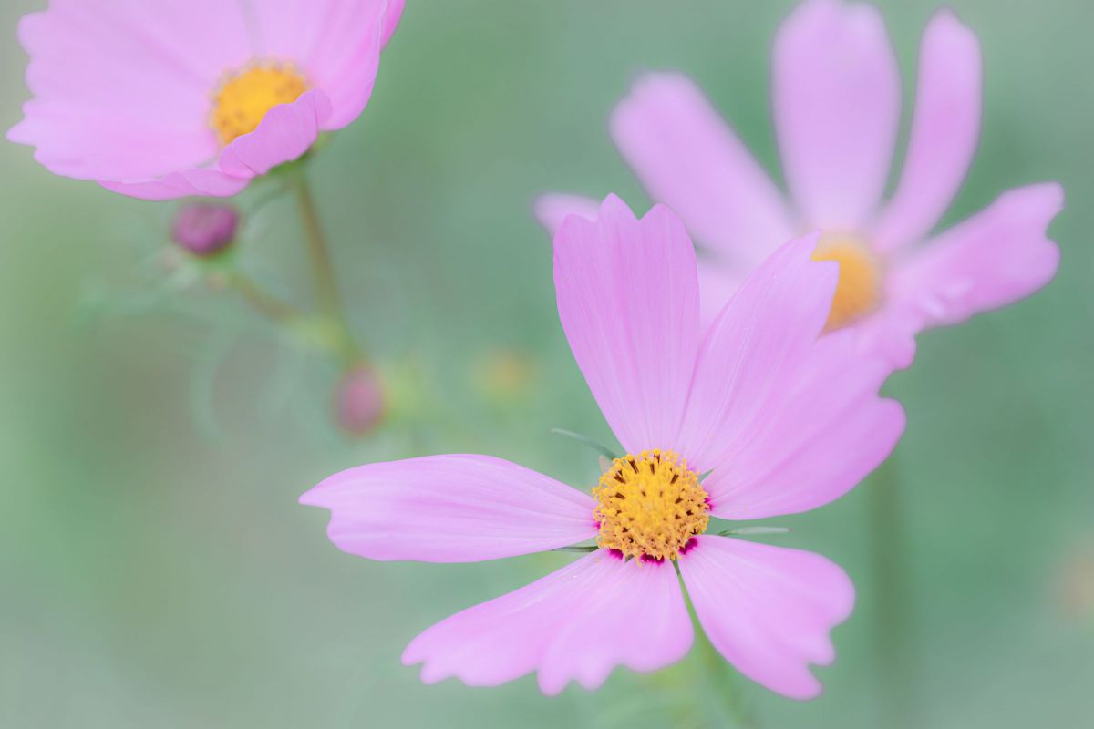 September cosmos | GANREF