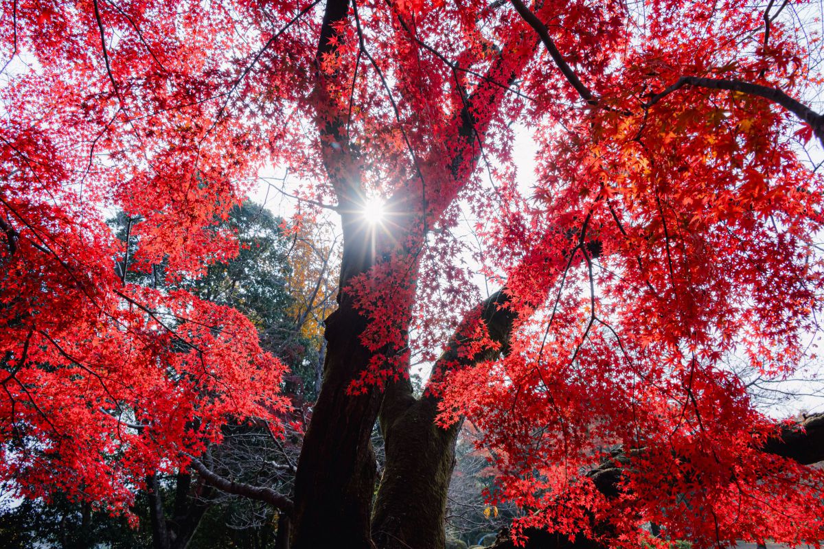 赤を纏う | GANREF