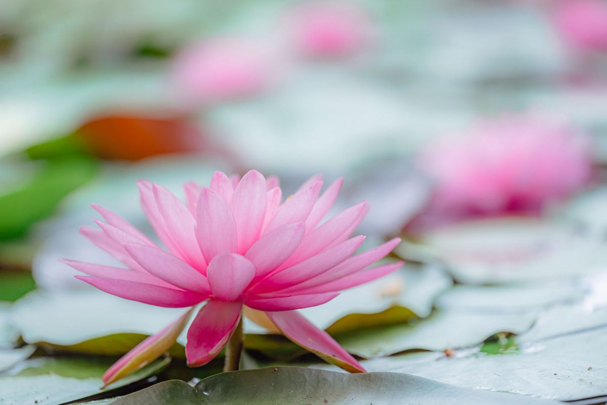water lily | GANREF