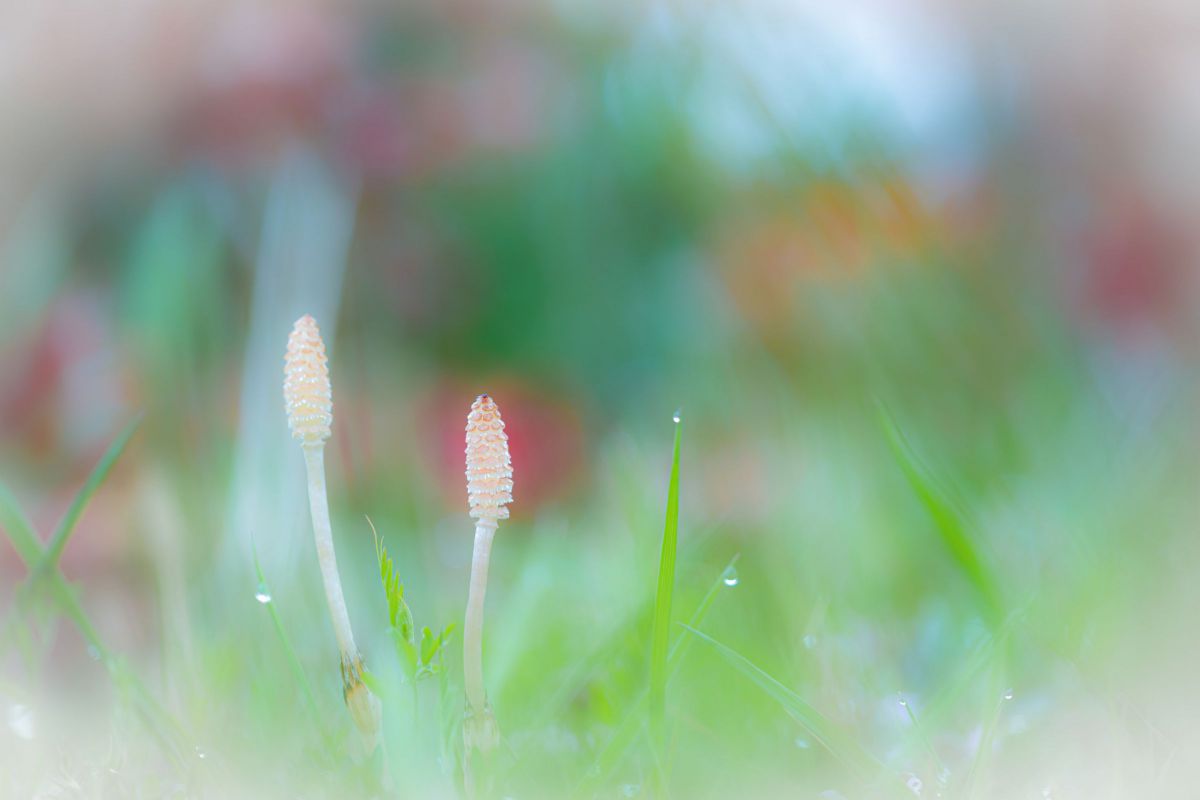 足元のHARU | GANREF