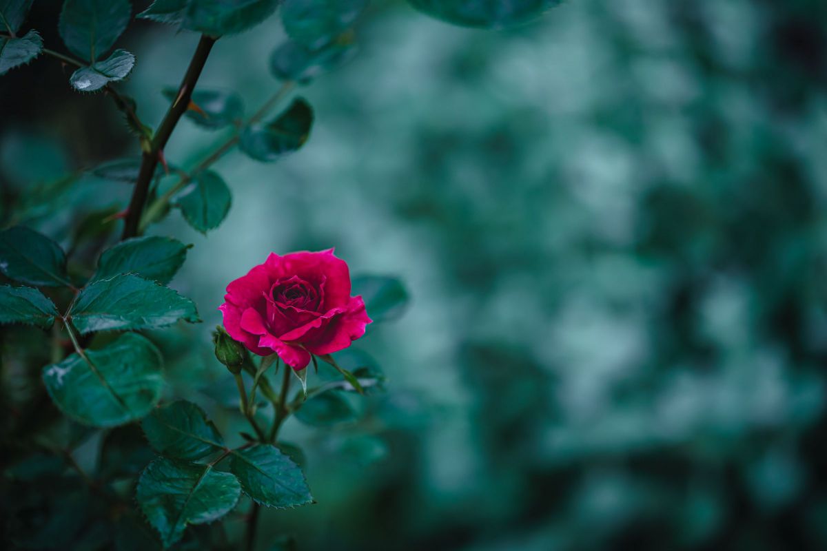 Red＆Green | GANREF