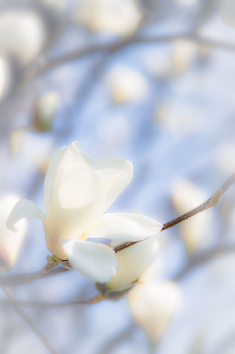 眩しきwhite | GANREF