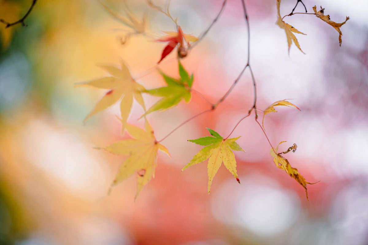 Colorful autumn | GANREF