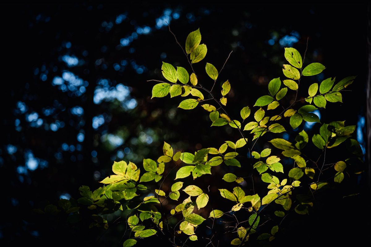 森のgalaxy | GANREF