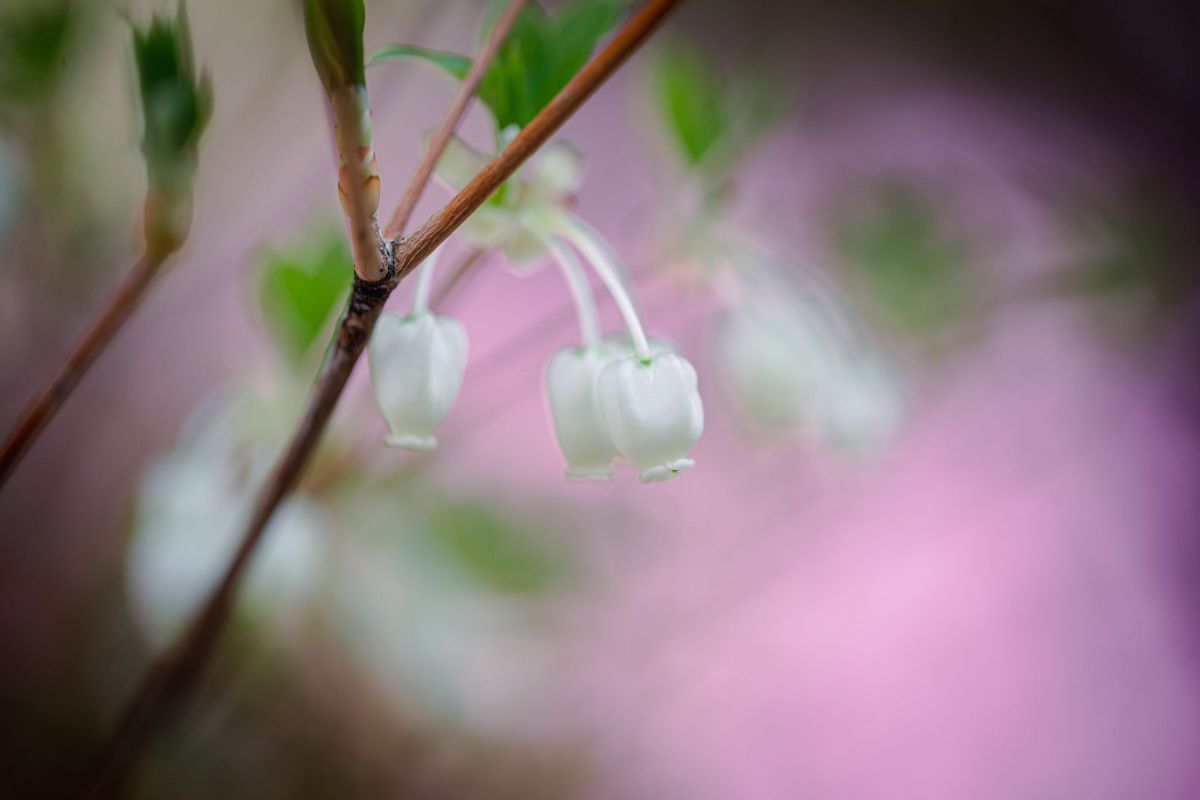 pretty flowers | GANREF