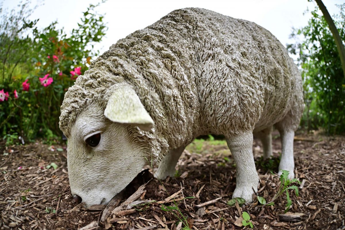 sheep | GANREF