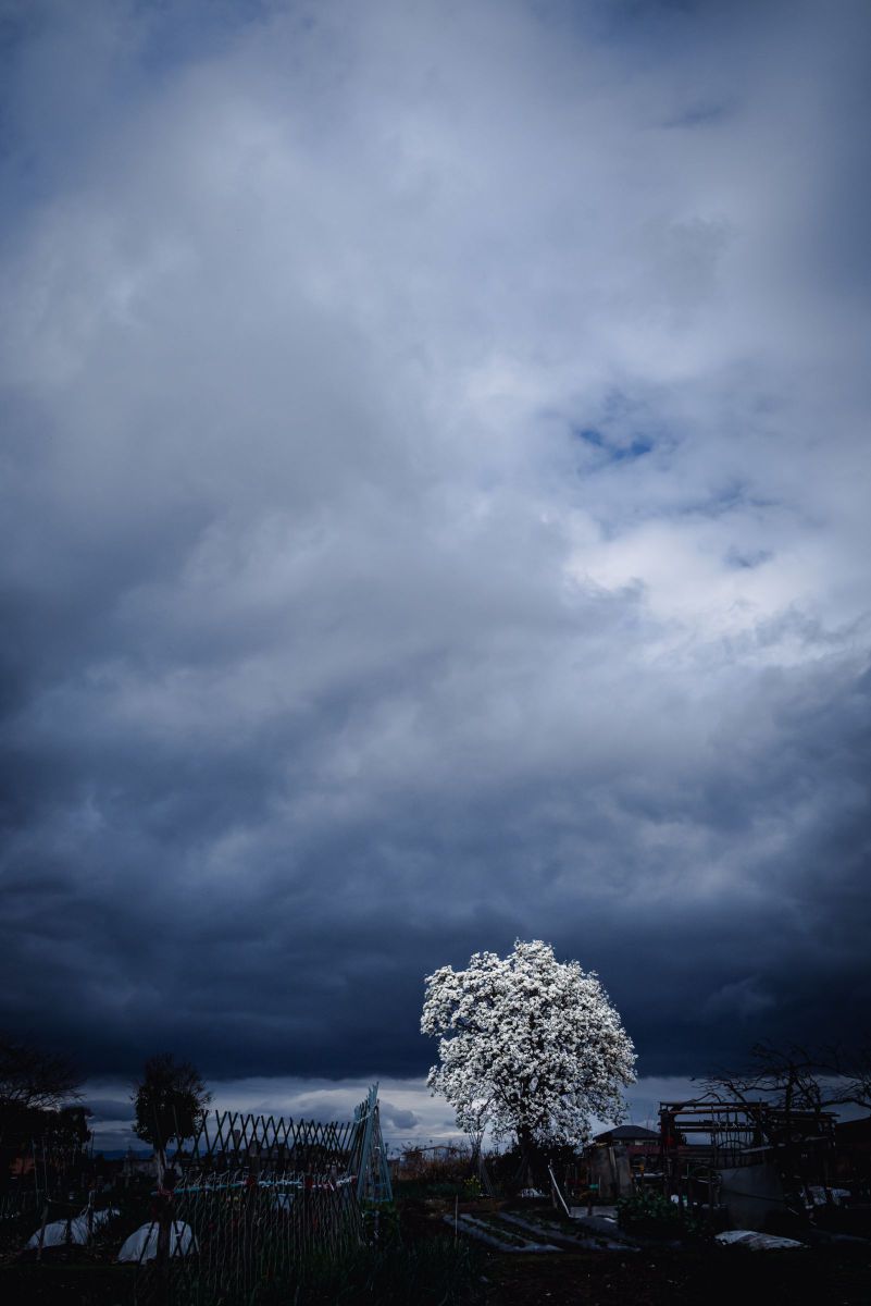 light Shines | GANREF