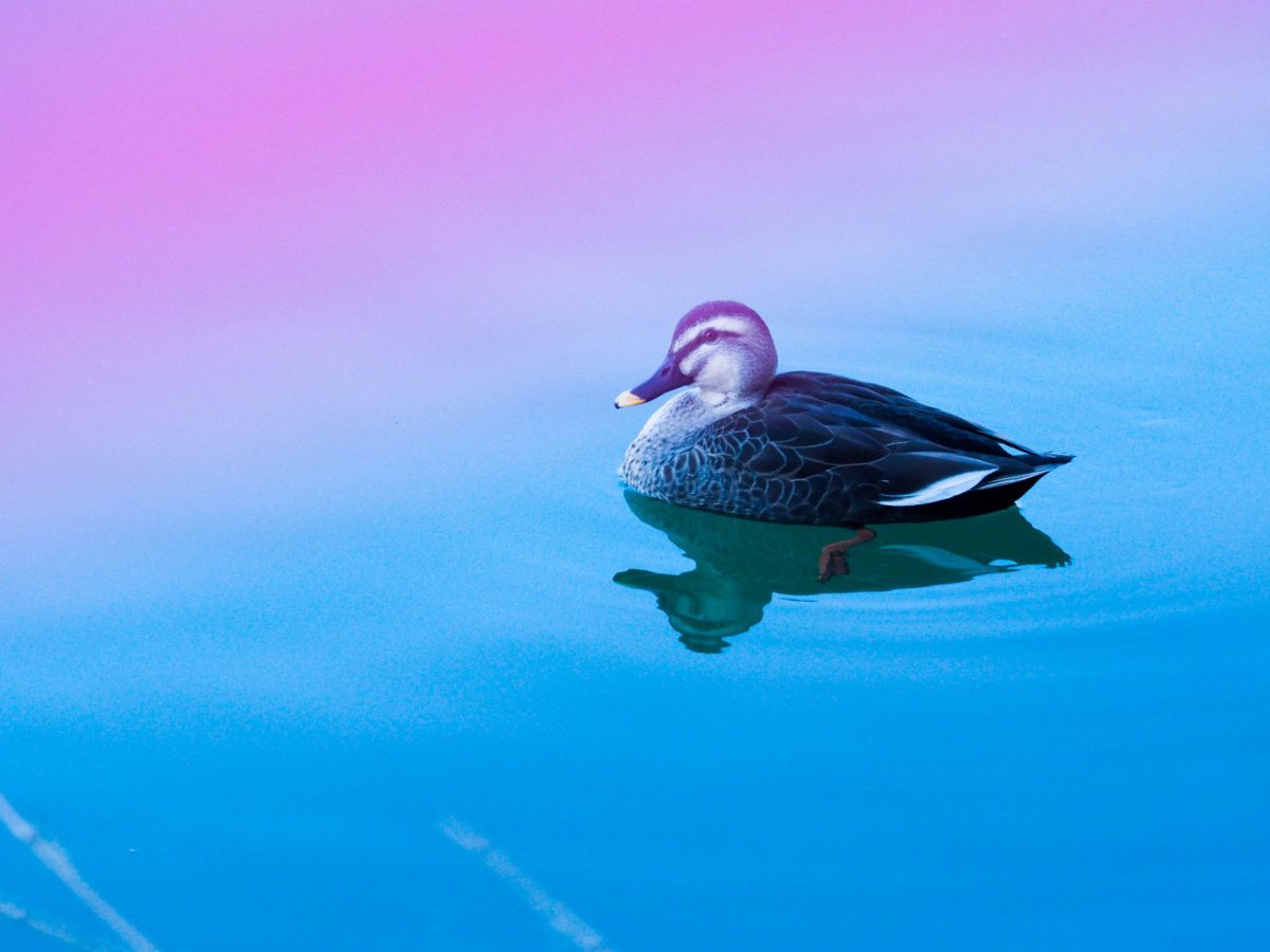 Neon pink duck 1 | GANREF