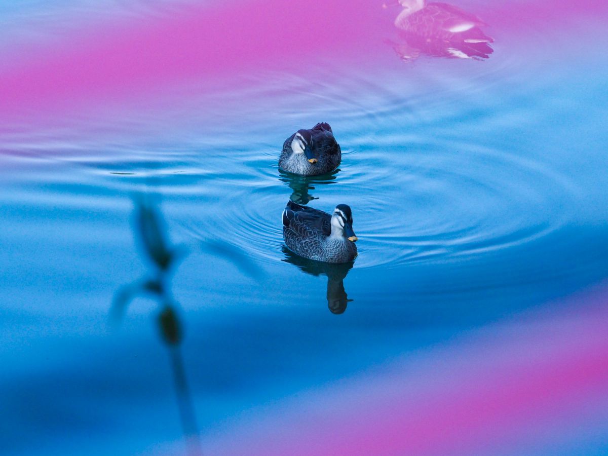 Neon pink duck 2 | GANREF