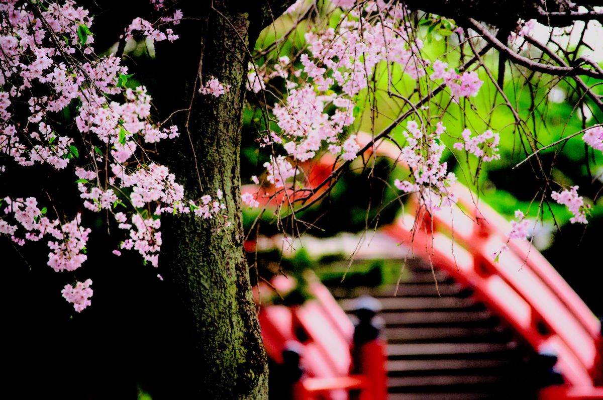 和風な桜 | GANREF
