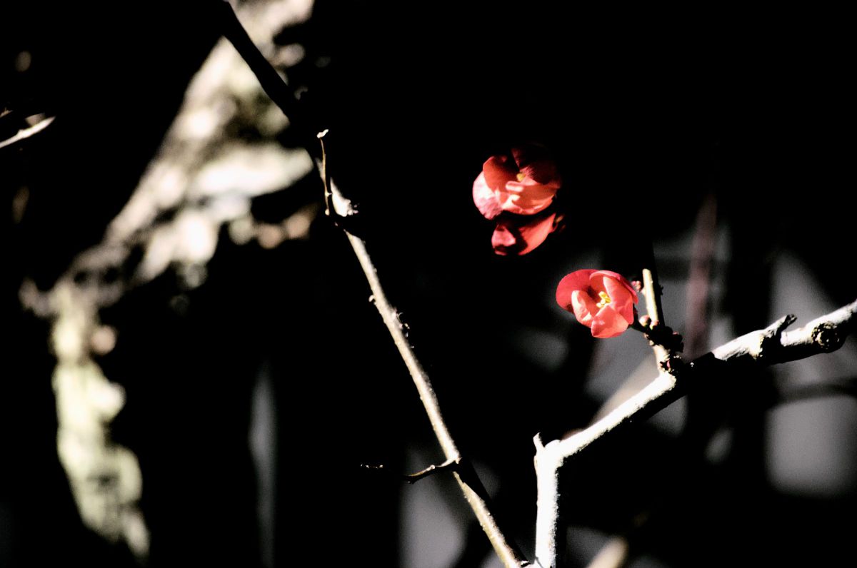 梅と日照 | GANREF