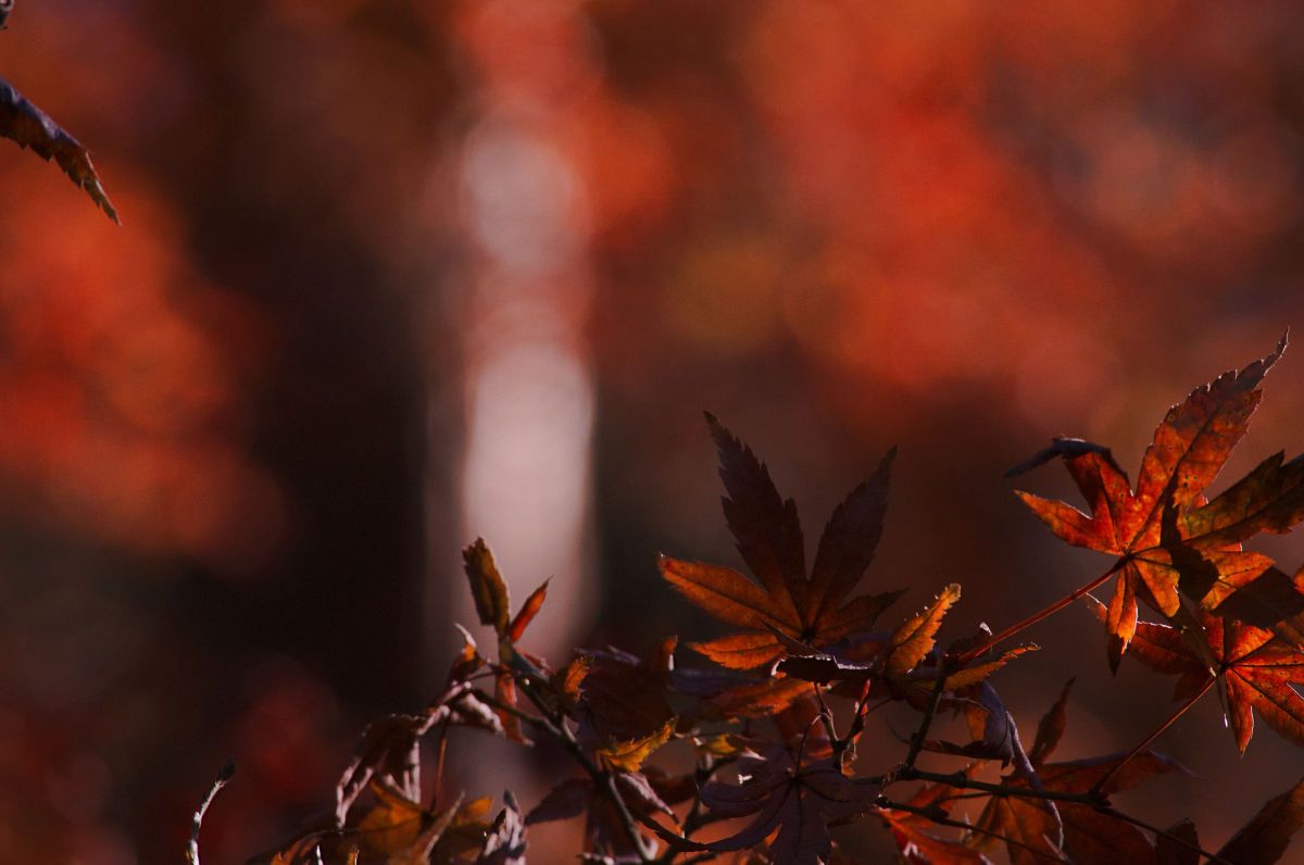 ボケ味と紅葉 | GANREF
