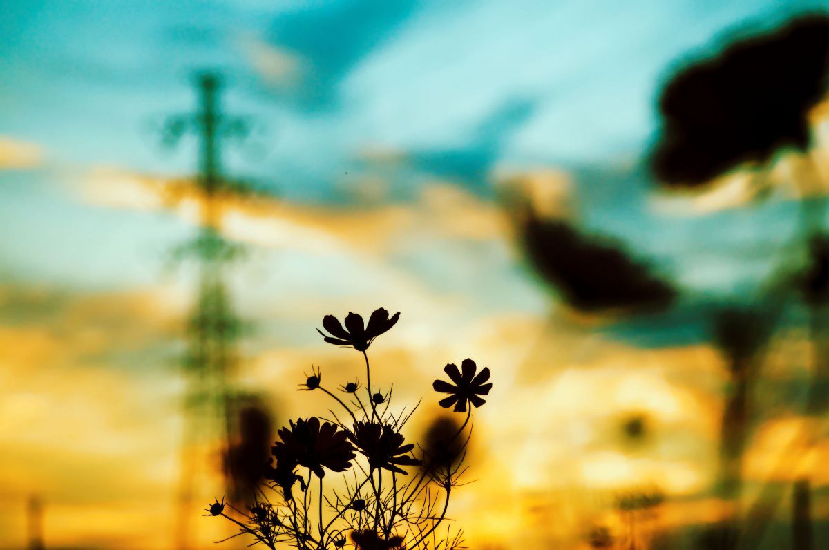 コスモス畑 | GANREF