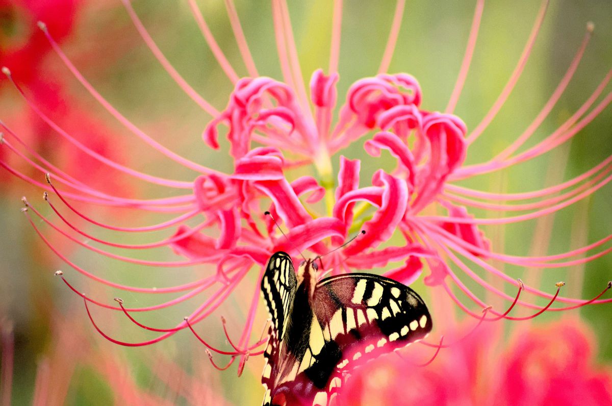 アゲハと彼岸花 | GANREF