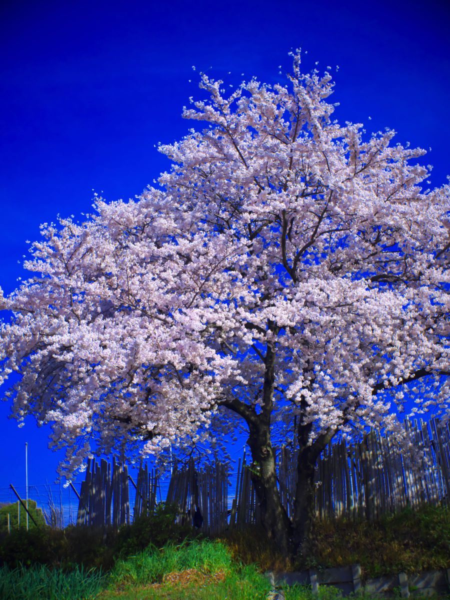 青空の下 | GANREF