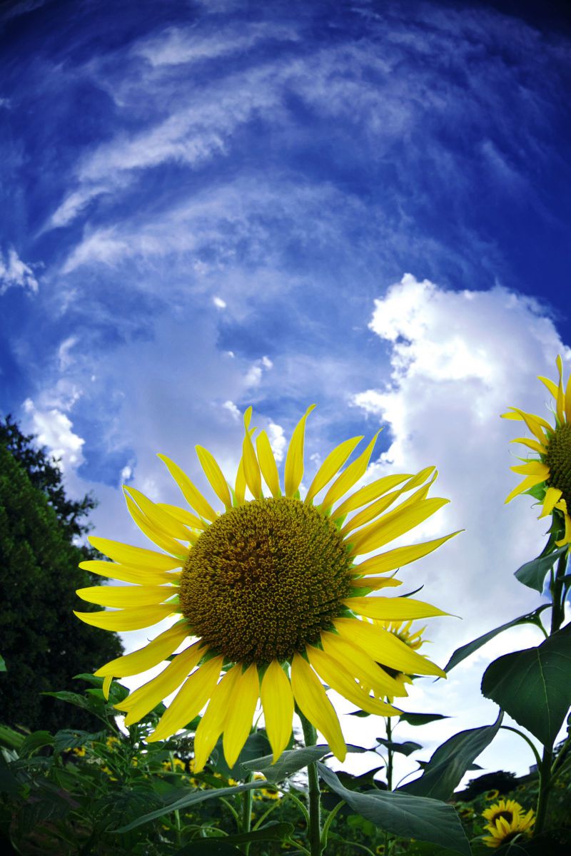 夏を感じた日 | GANREF