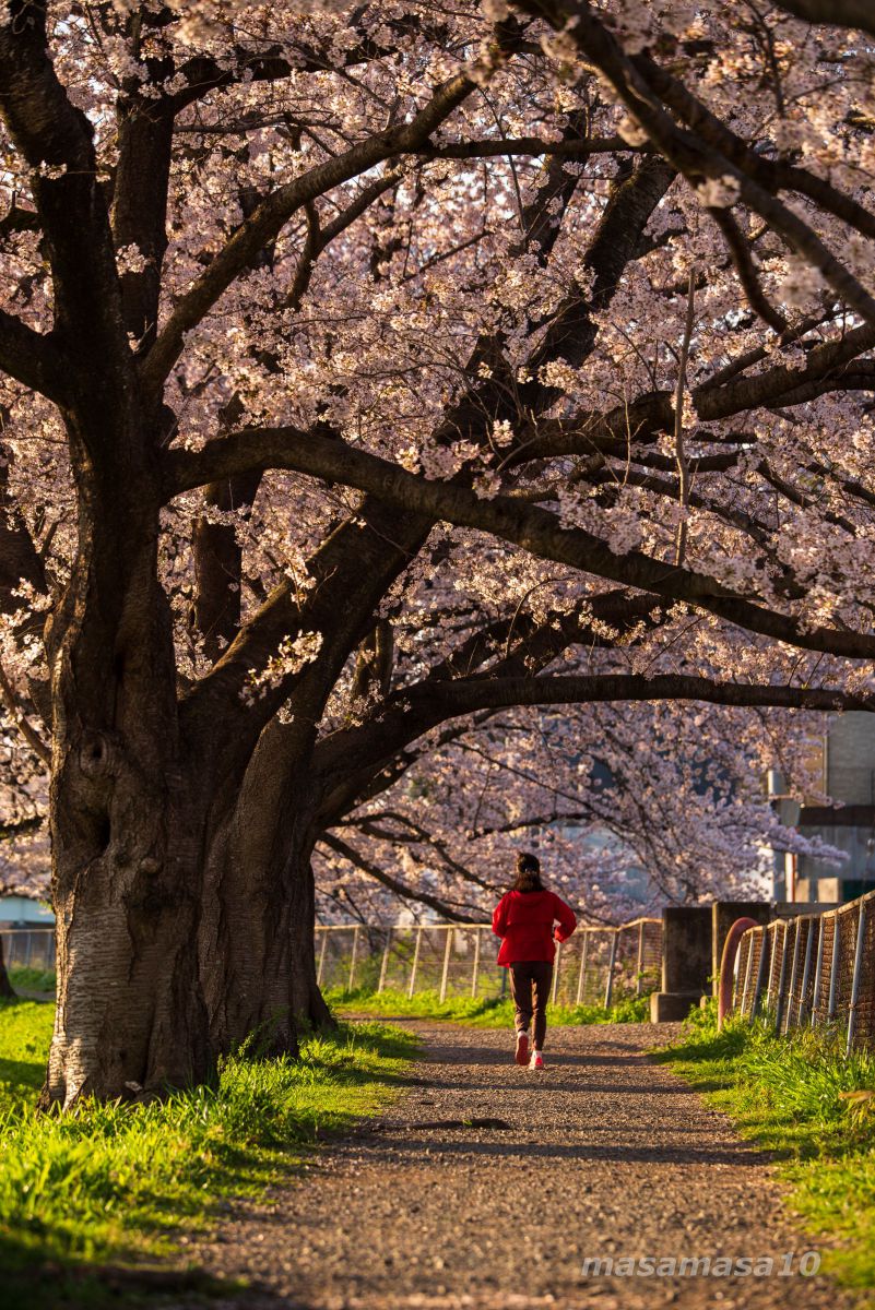 sakura runner | GANREF